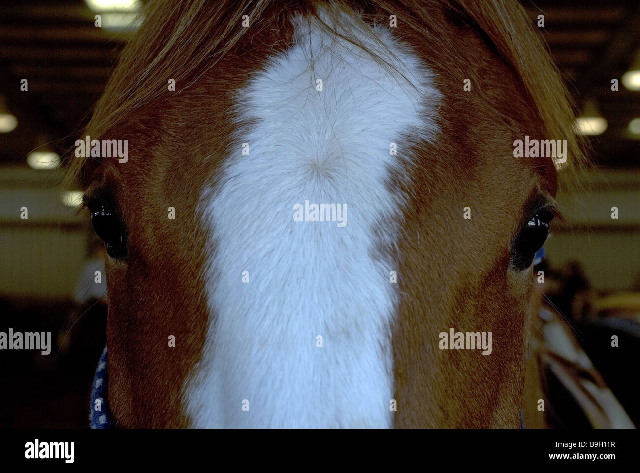 Horse Face Markings Aqha