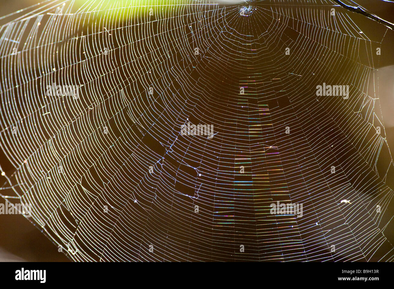 Spiderweb, Costa Rica Stock Photo - Alamy