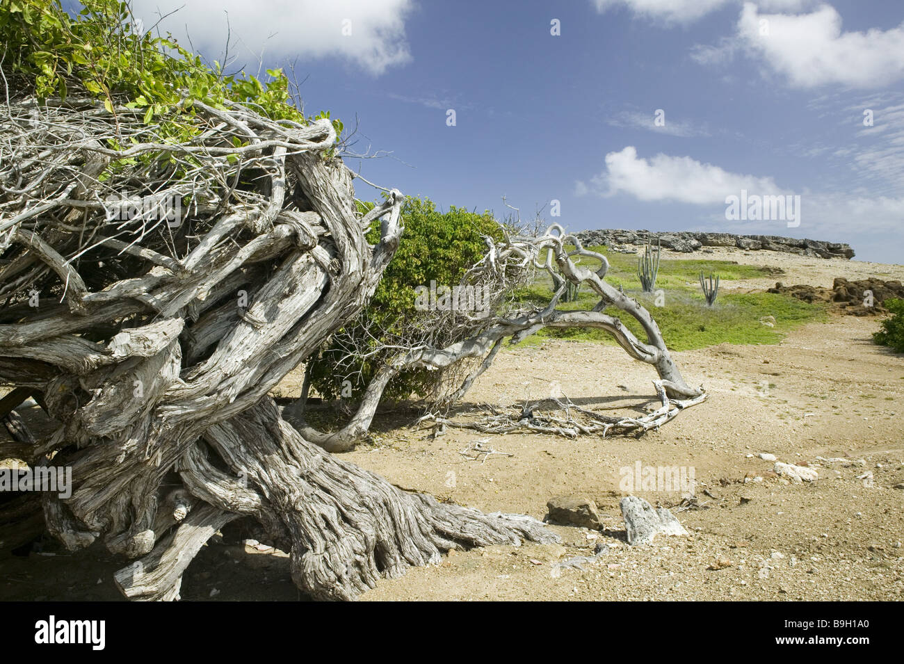 Bonaire Washikemba Washekemba Lagoon beach trees wind-growth ABC ...