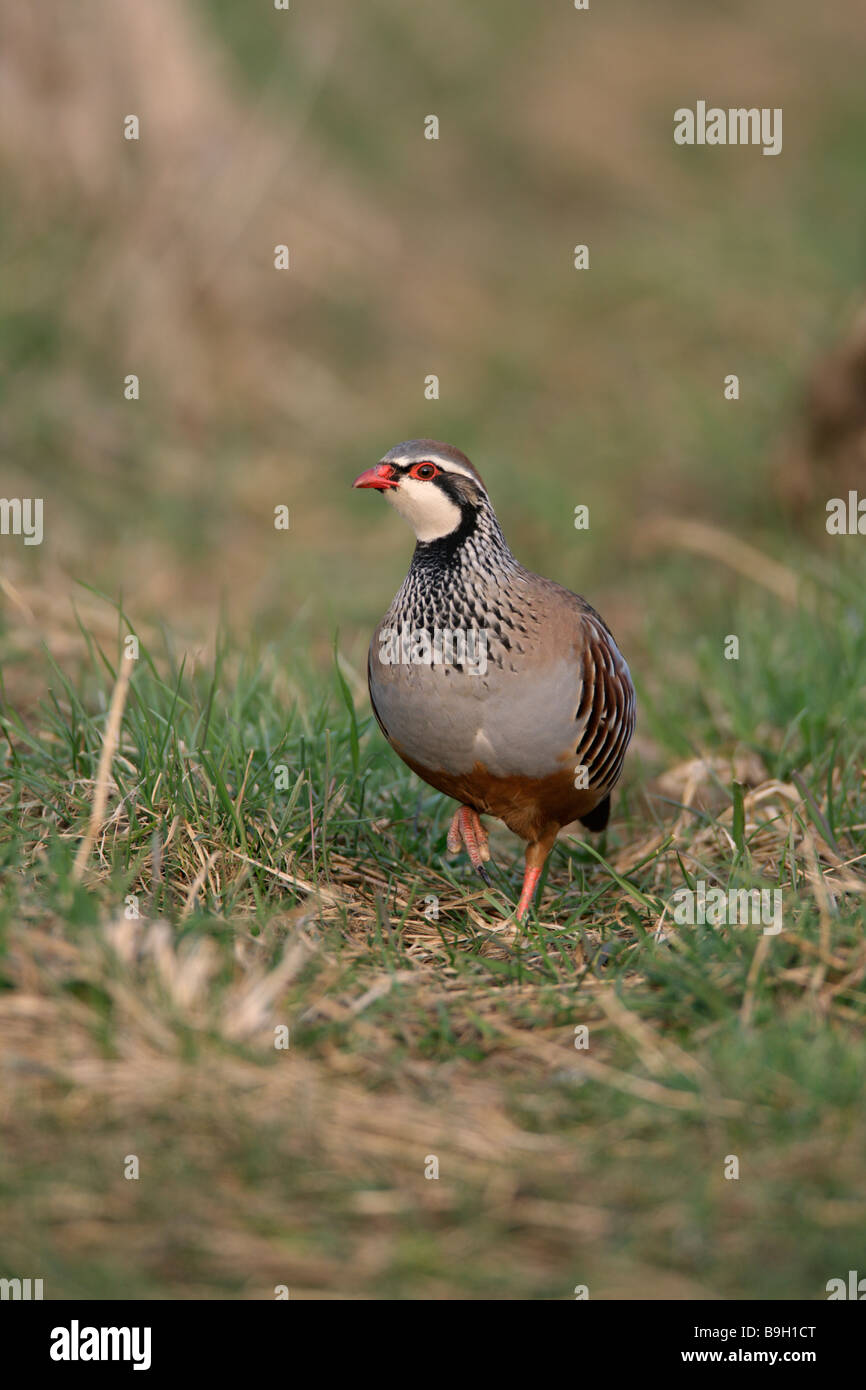 Red-legged Partridge Alectoris rufa Stock Photo - Alamy