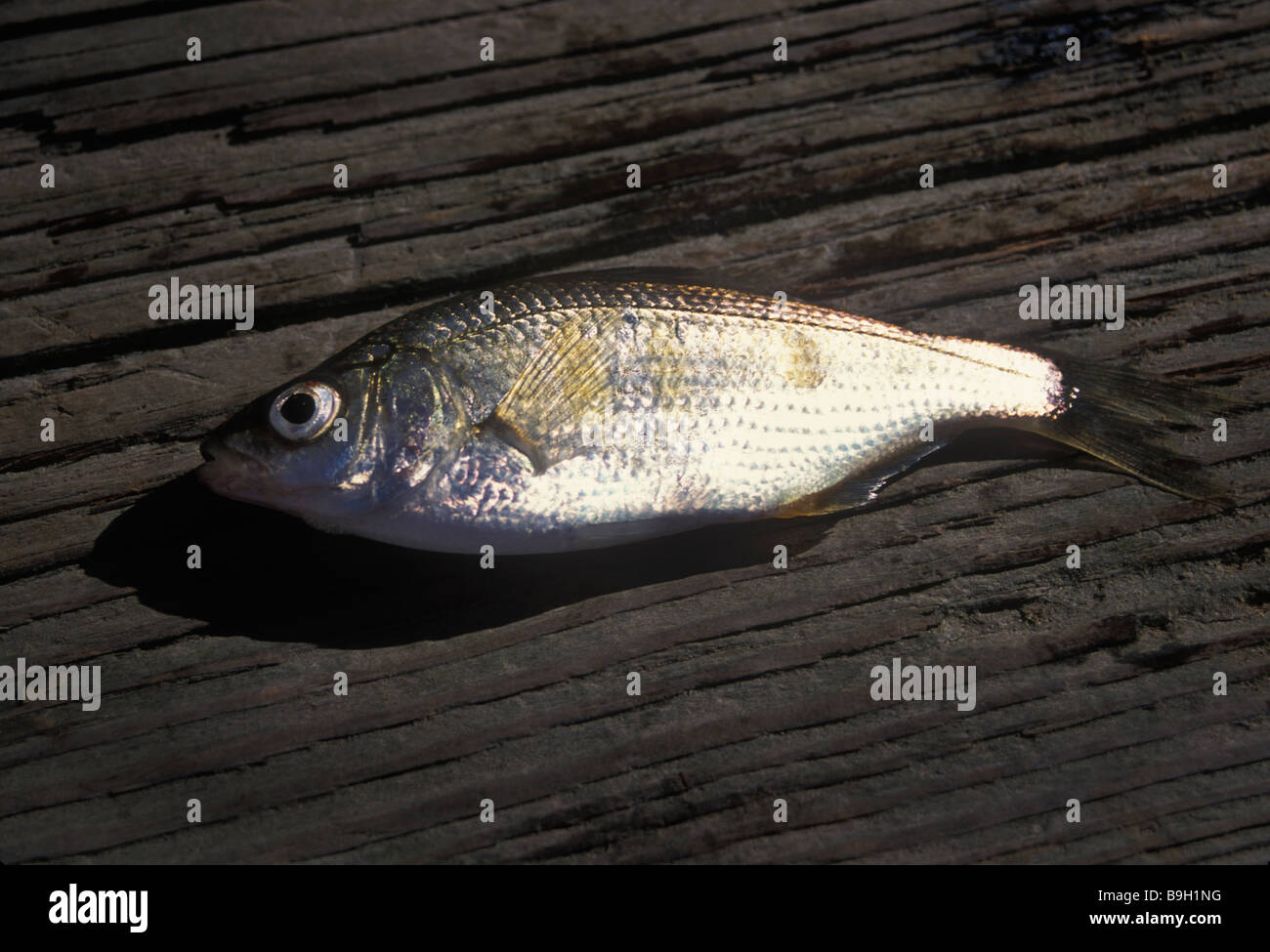 A tiny silver bait fish laying dead on a wooden dock Stock Photo - Alamy