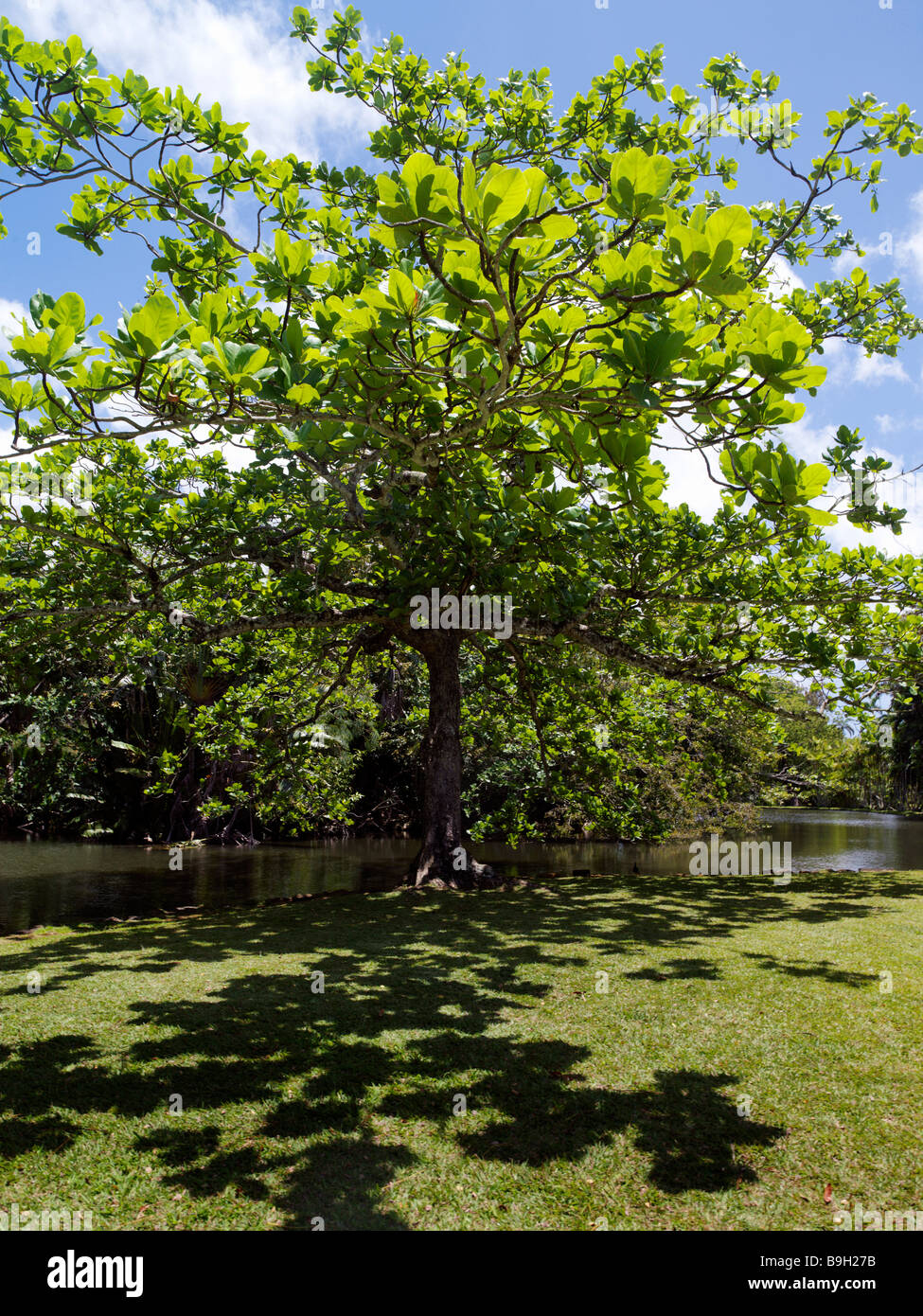 The trees at sir seewoosagur ramgoolam botanical garden hi-res stock ...