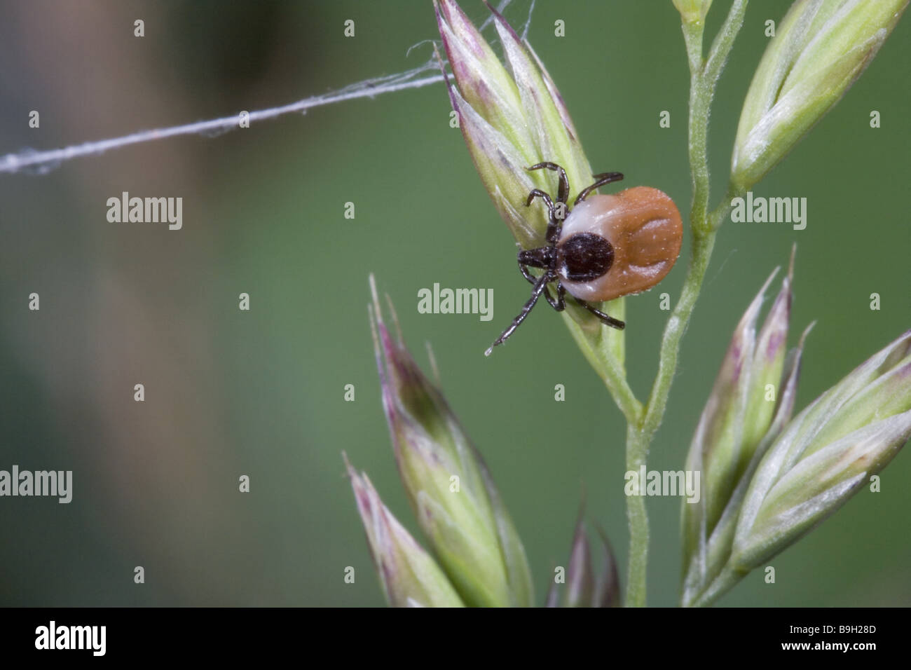 Grass stalk close-up mean sawhorse Ixodes ricinus grass-stalk mites ...