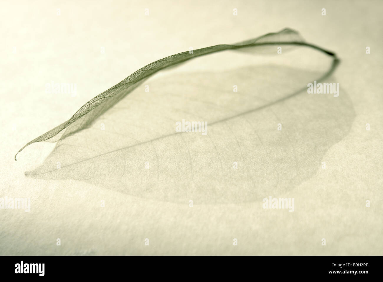 a skeletonized leaf on its side with a shadow Stock Photo - Alamy