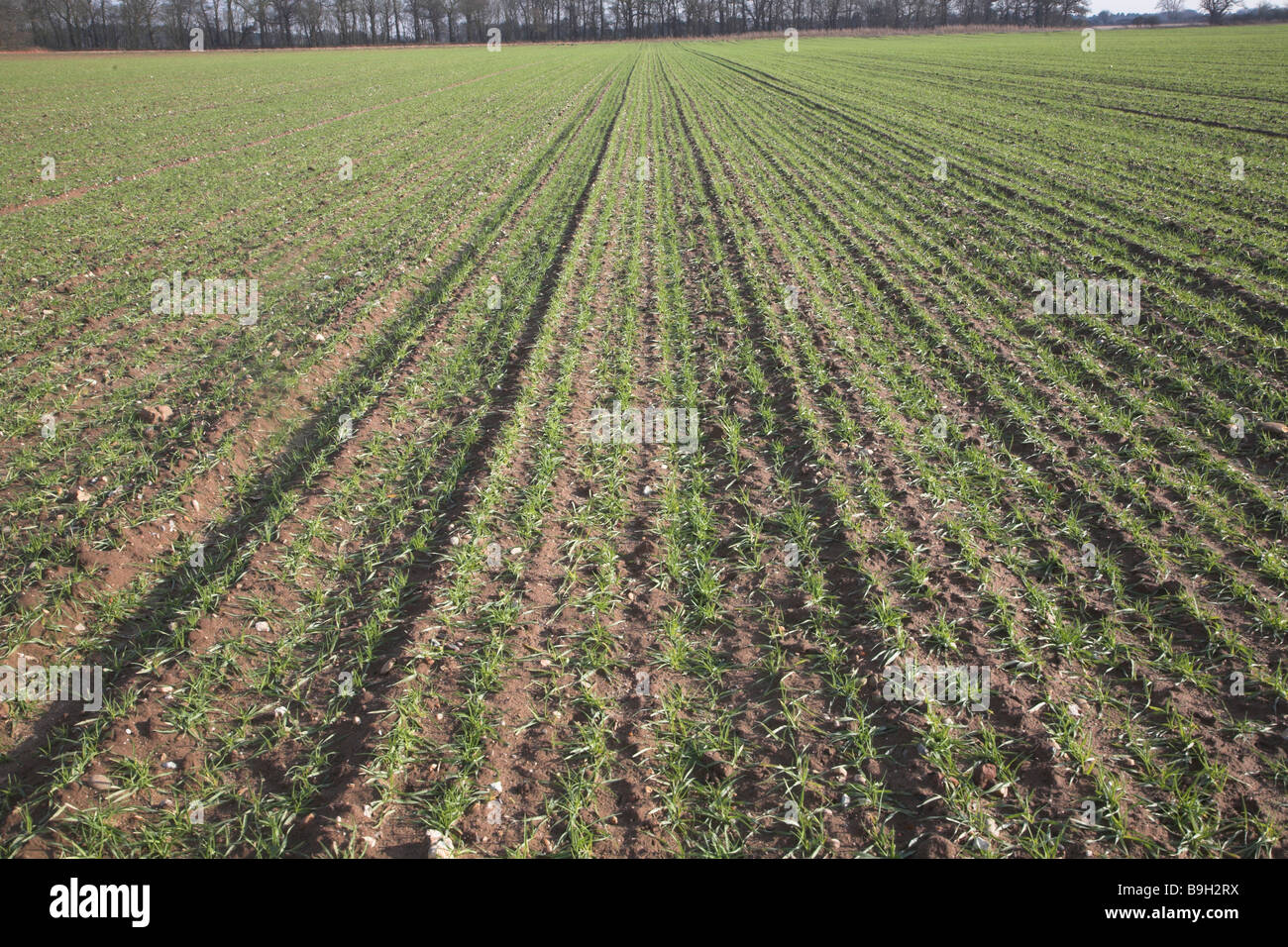 New shoots hi-res stock photography and images - Alamy