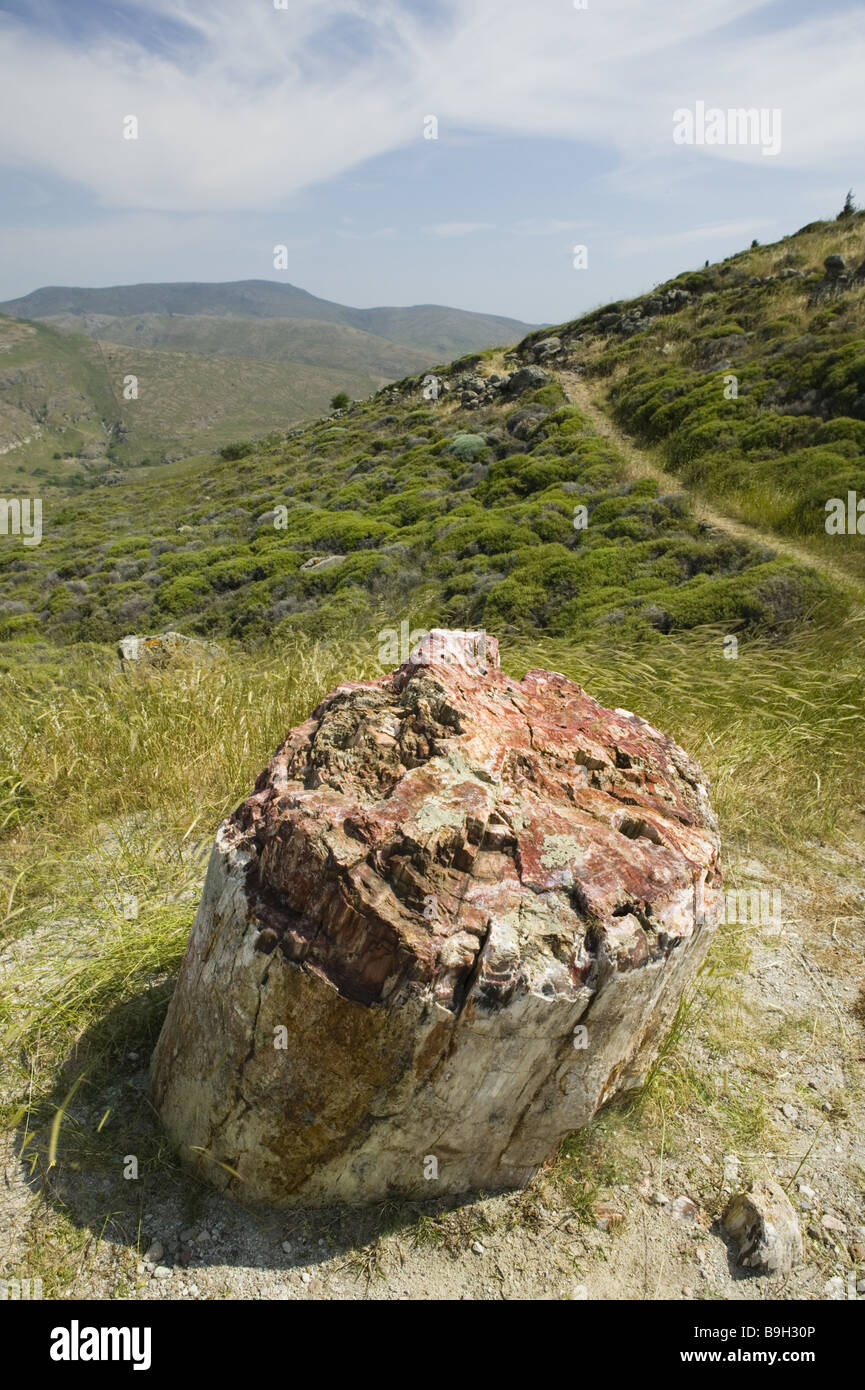 Petrifies log hi-res stock photography and images - Alamy
