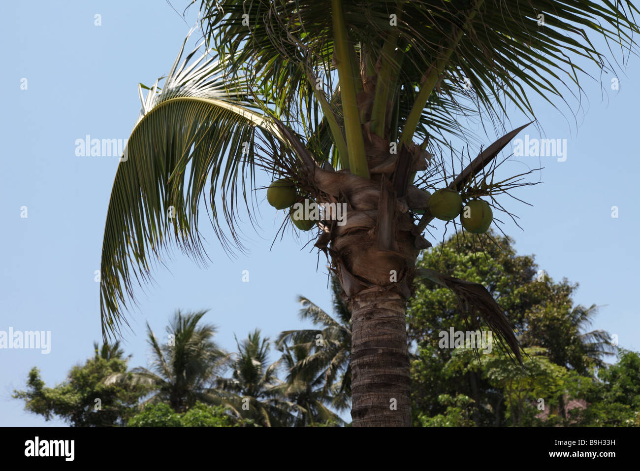 coconuts in the wind in the coconut tree are not ready yet tourism ...