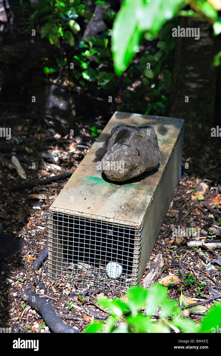 Trap along the Bellbird Walk at Lake Rotoiti Nelson Lakes National Park ...