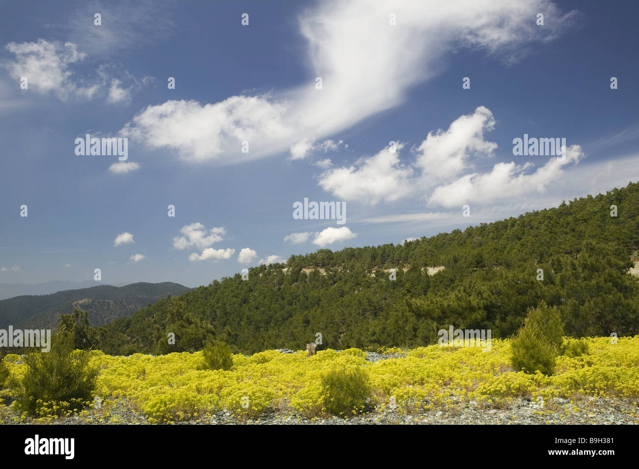 Greece island lesbos mountain Olympos landscape flower meadow Europe ...