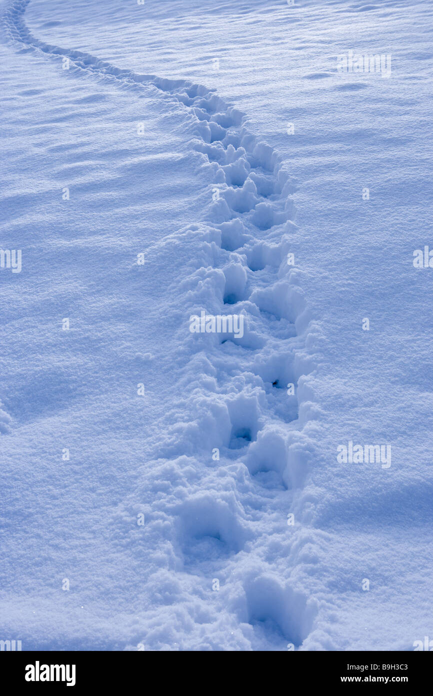 Tracks snow Stock Photo - Alamy