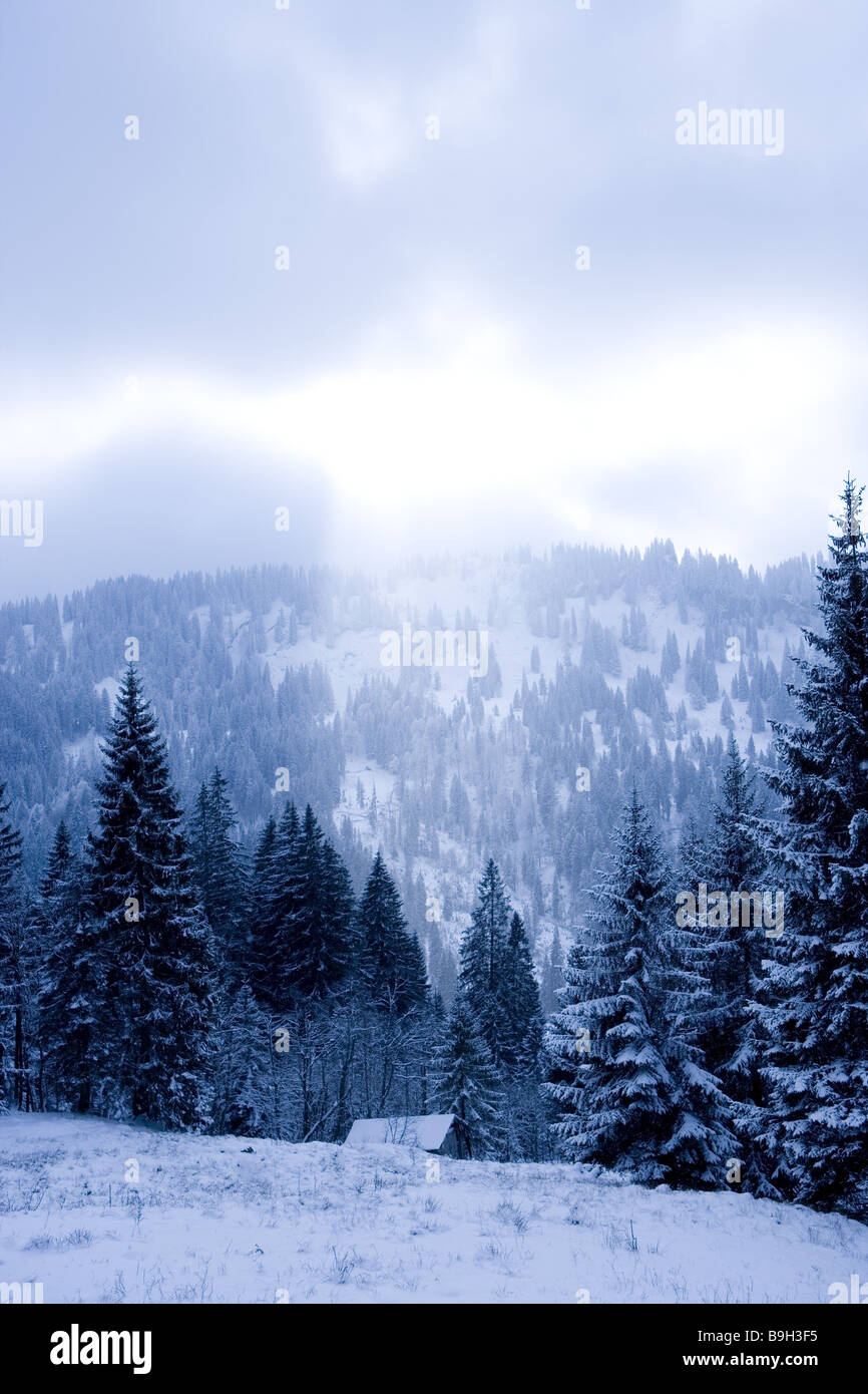 Winter-landscape winter forest Riedbergpass Germany Bavaria Stock Photo ...
