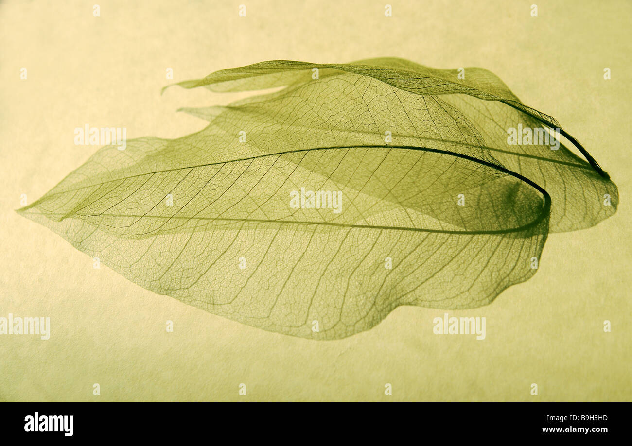 skeletonized leaves and their shadows Stock Photo - Alamy