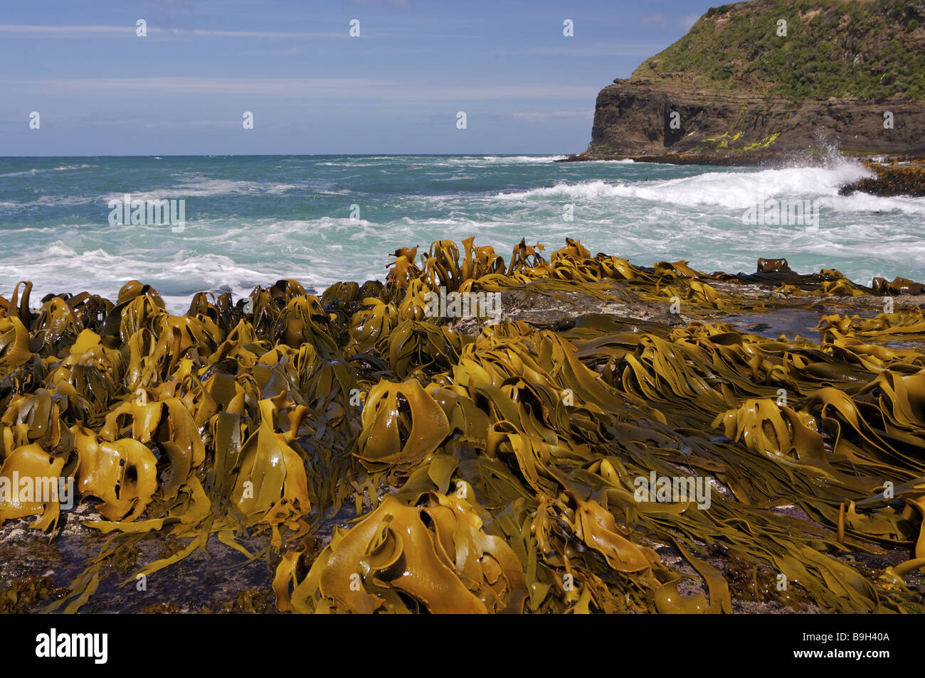 Bull kelp durvillea potatorum sea hi-res stock photography and images ...