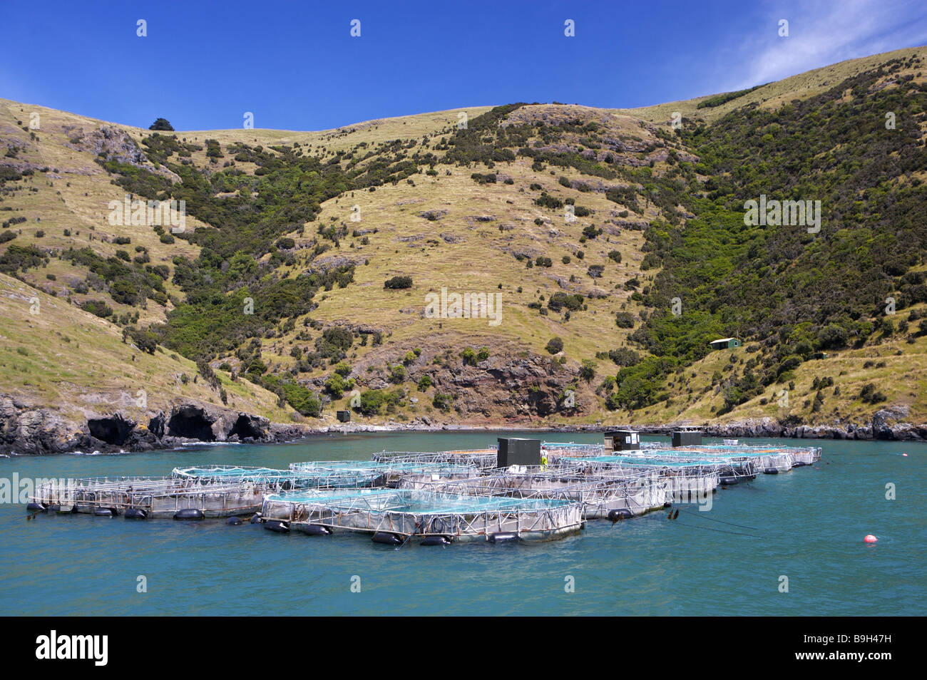 New zealand akaroa fish hi-res stock photography and images - Alamy