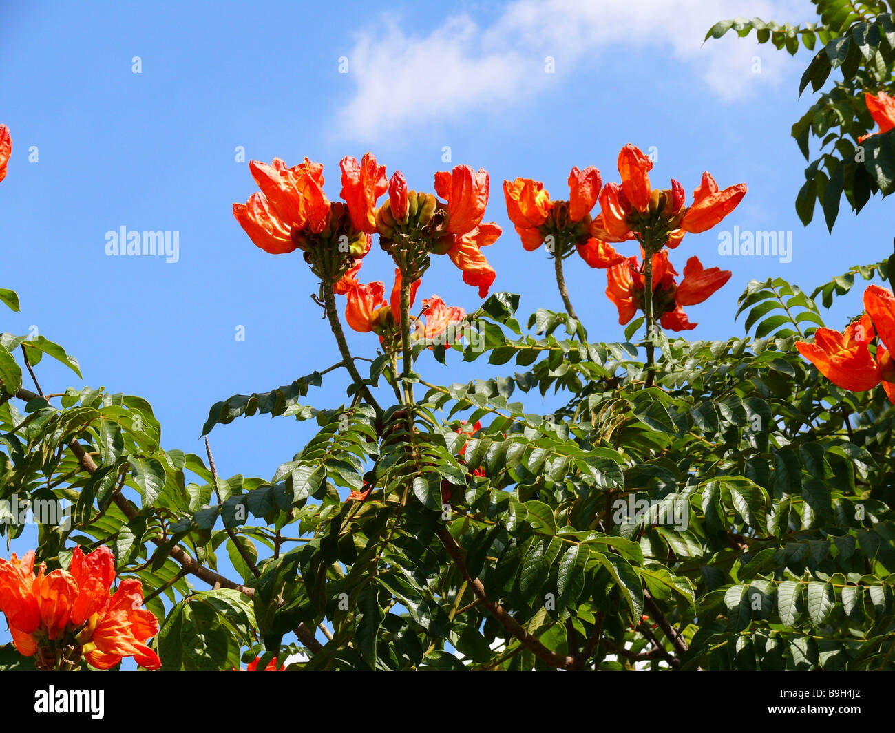 Brazil tree detail bloom leaves heaven Latin America South America ...