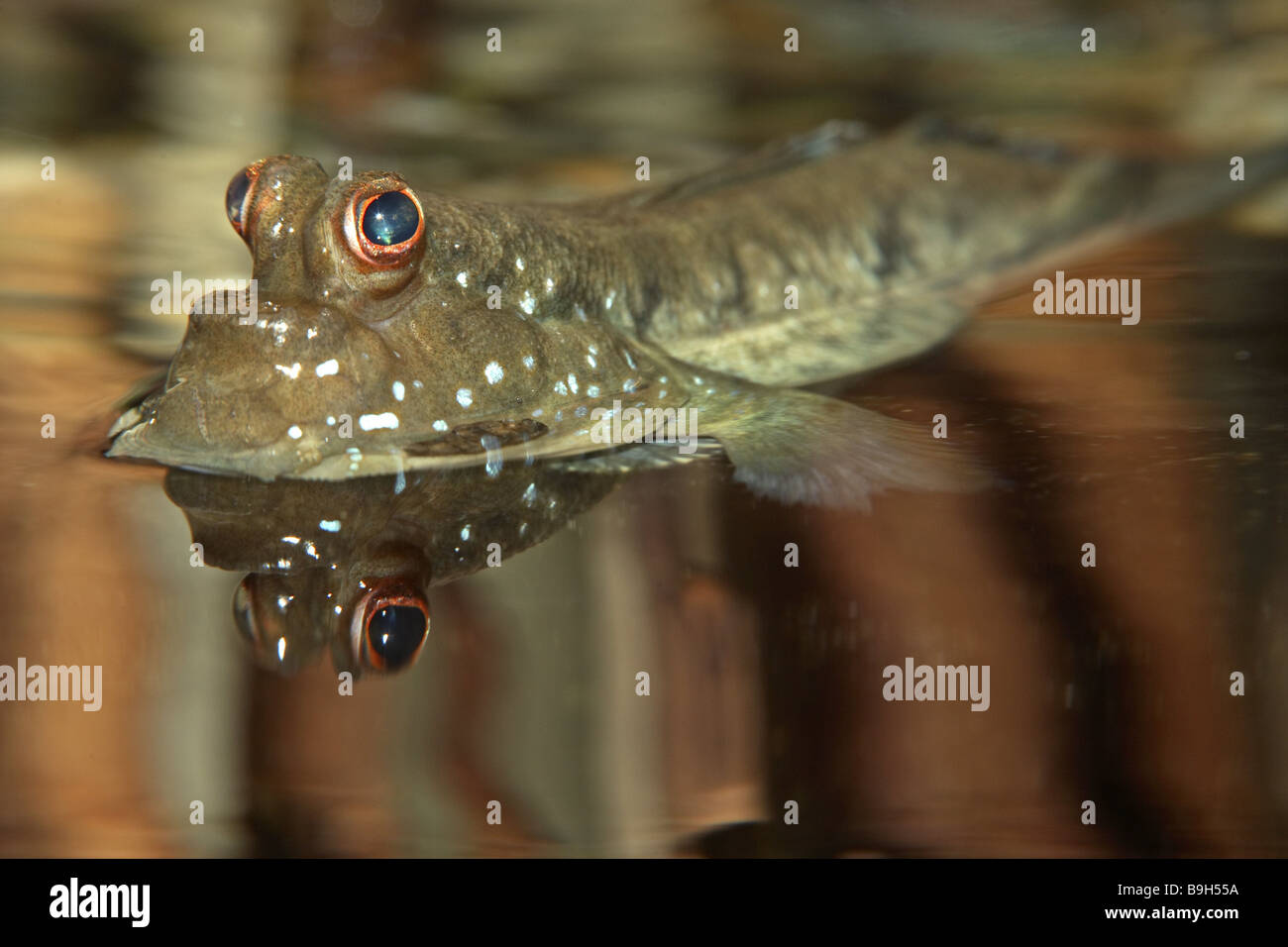 Periophthalmus periophthalmus spec hi-res stock photography and images ...