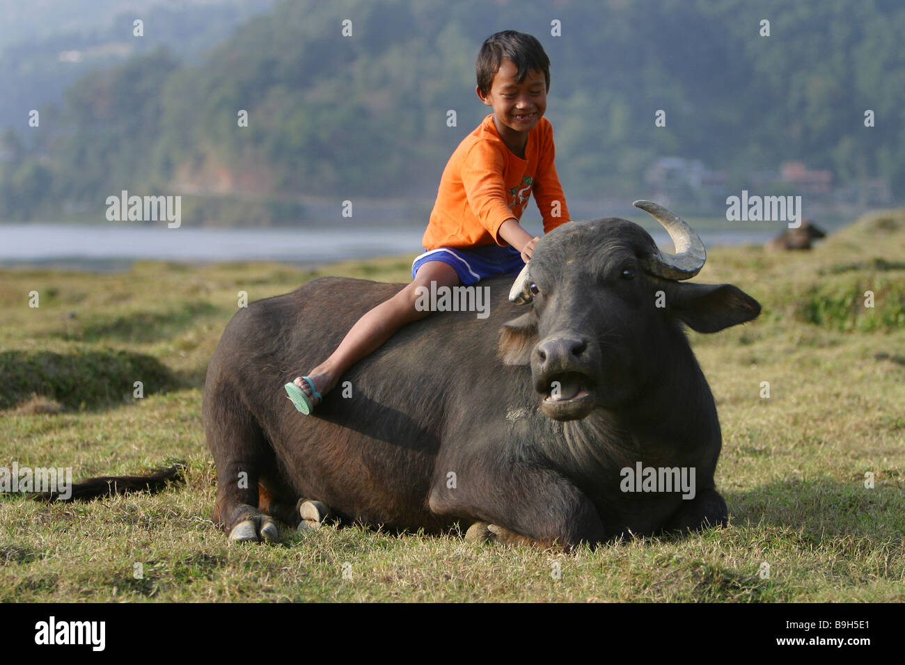 Buffalo lake district hi-res stock photography and images - Alamy