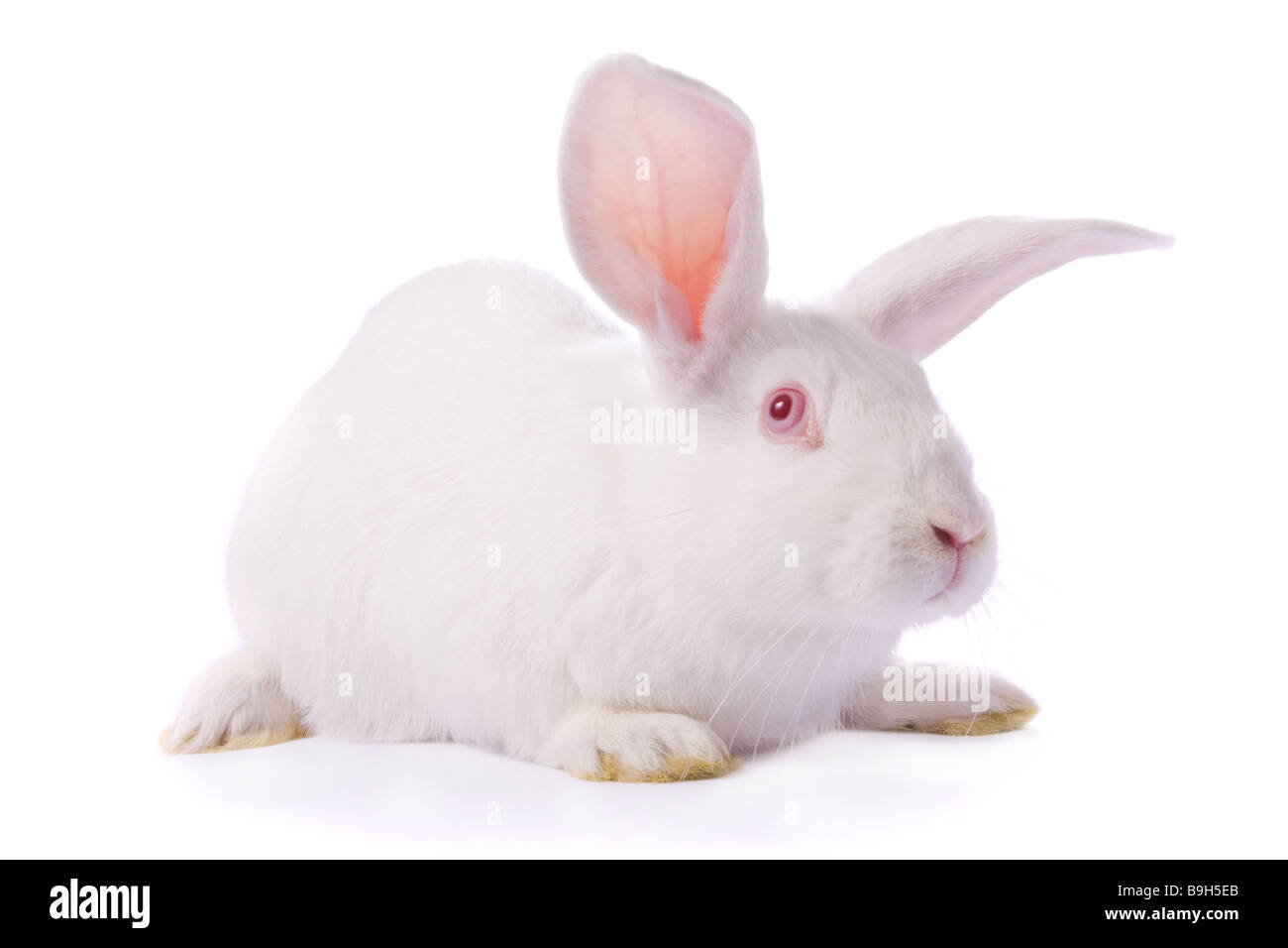 Timid young white rabbit isolated on white background Stock Photo - Alamy