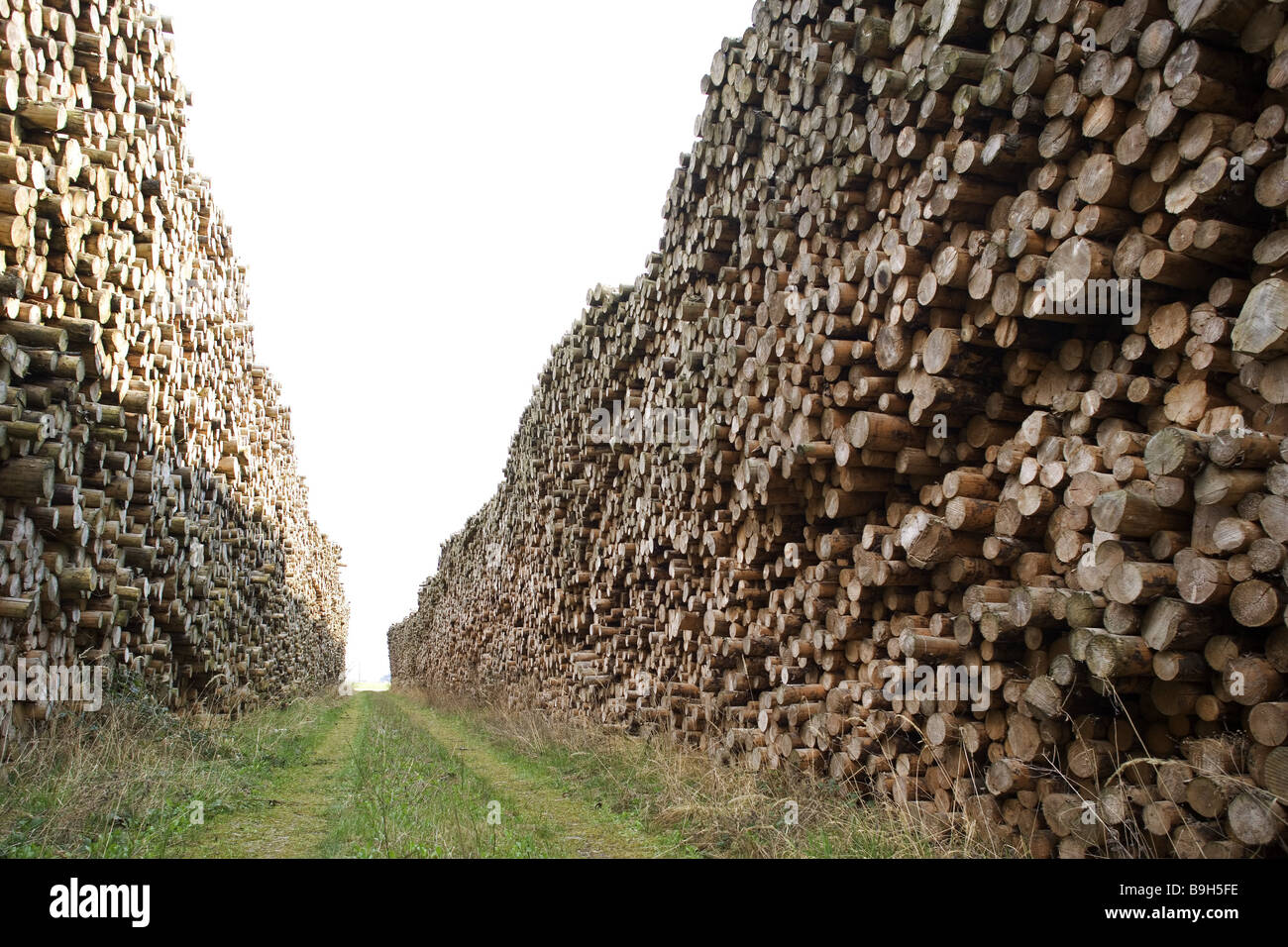 Tree-trunks stacked meadow roadway tire-tracks lumberyard-place ...