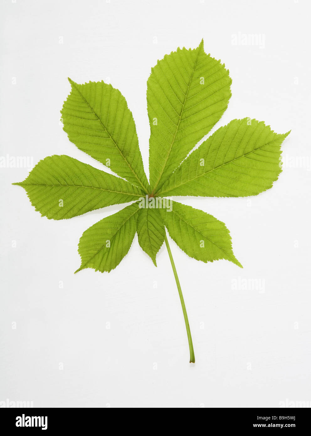 Mean conker Aesculus hippocastanum detail leaf plant chestnut-tree ...