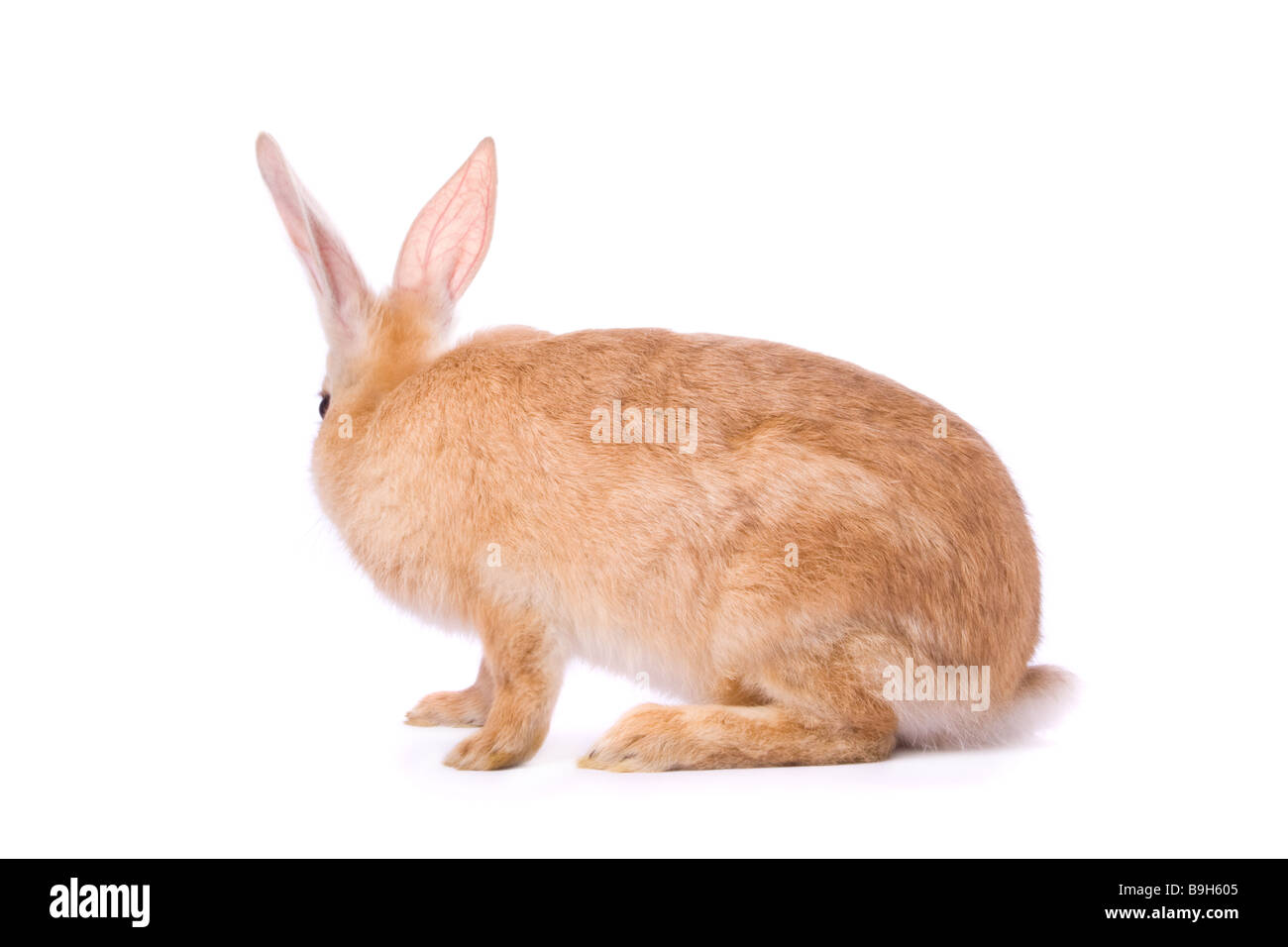 Timid young red rabbit isolated on white background Stock Photo - Alamy