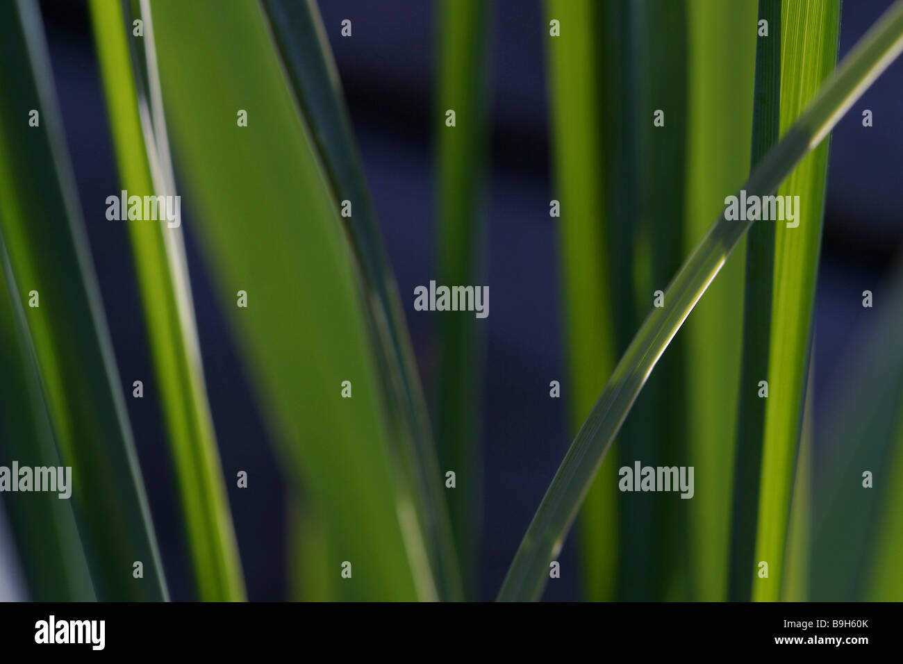 Green blades of grass Stock Photo - Alamy
