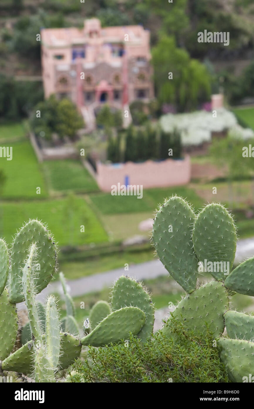 Morocco Ourika-Valley Aghbalou cacti background blur Africa North ...