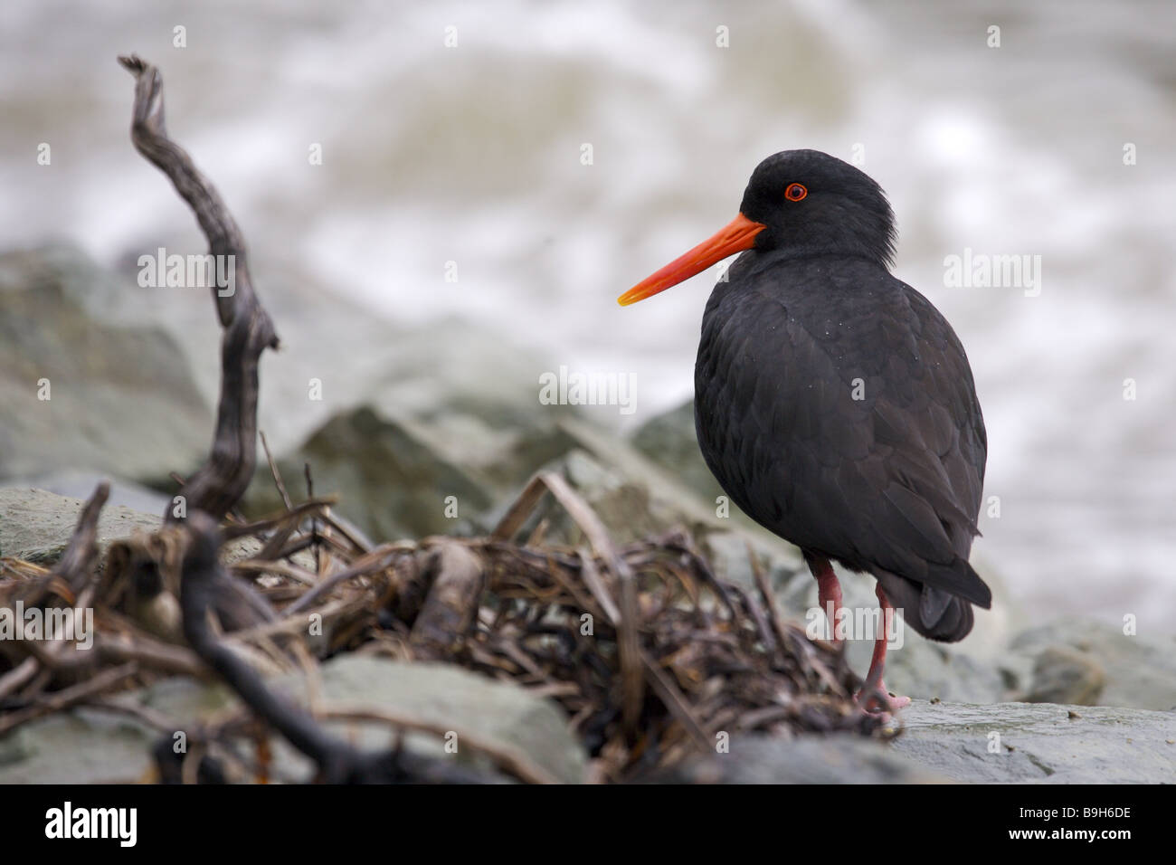 Fisher Birds High Resolution Stock Photography and Images - Alamy