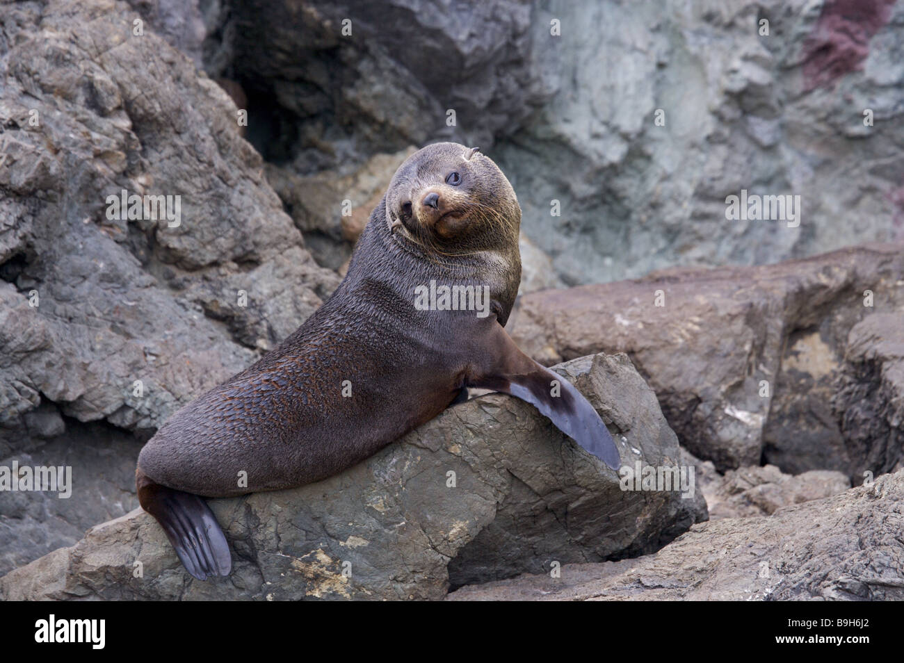 New Zealand north-island Wairarapa rocks New Zealand sea-bear ...