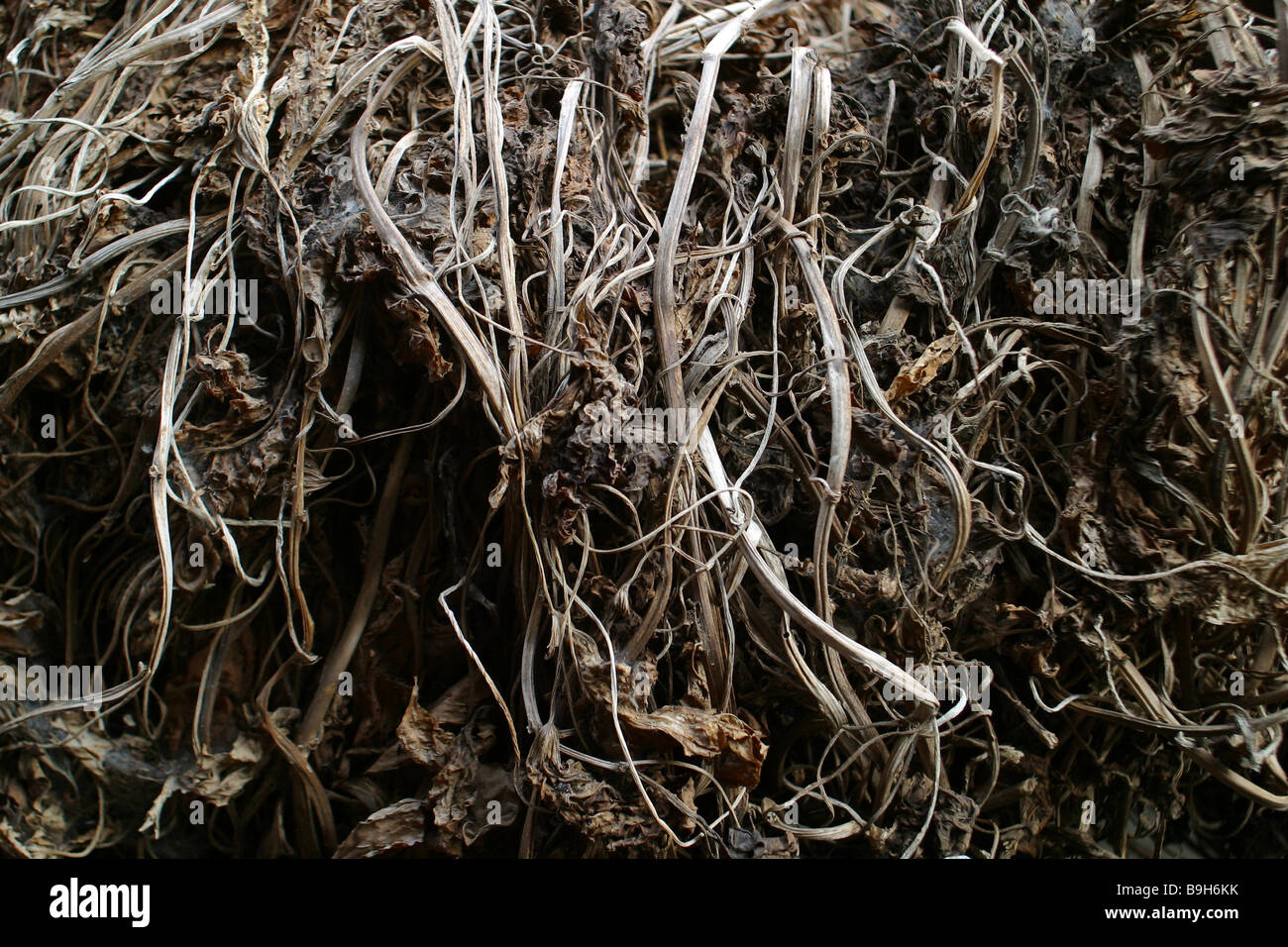 Botany tree roots Stock Photo - Alamy