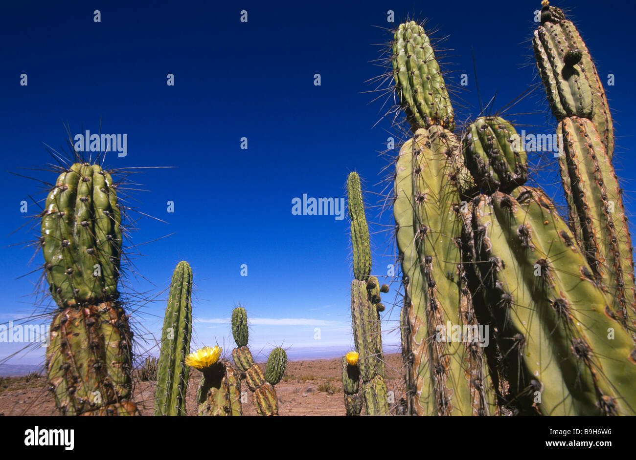 Chile, Iquique Region. Flowering cactus in the High Altiplano of ...