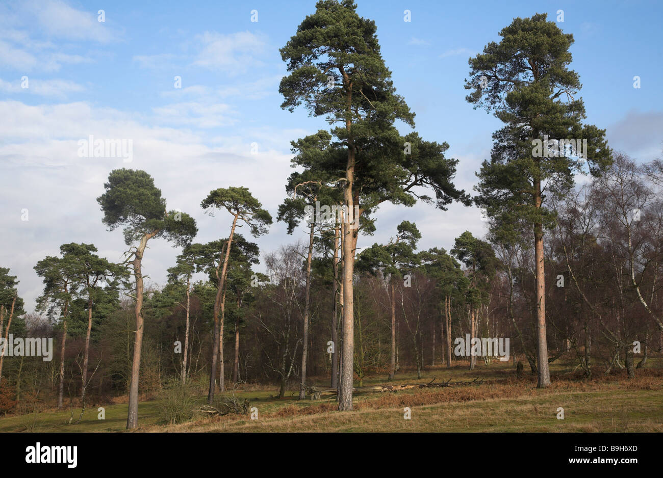 Conifer trees britain hi-res stock photography and images - Alamy