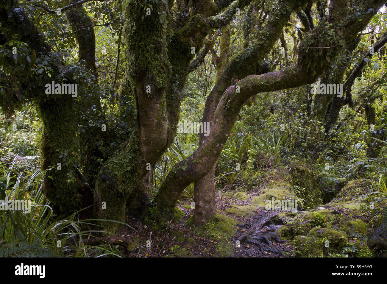 Kapuni new zealand hi-res stock photography and images - Alamy