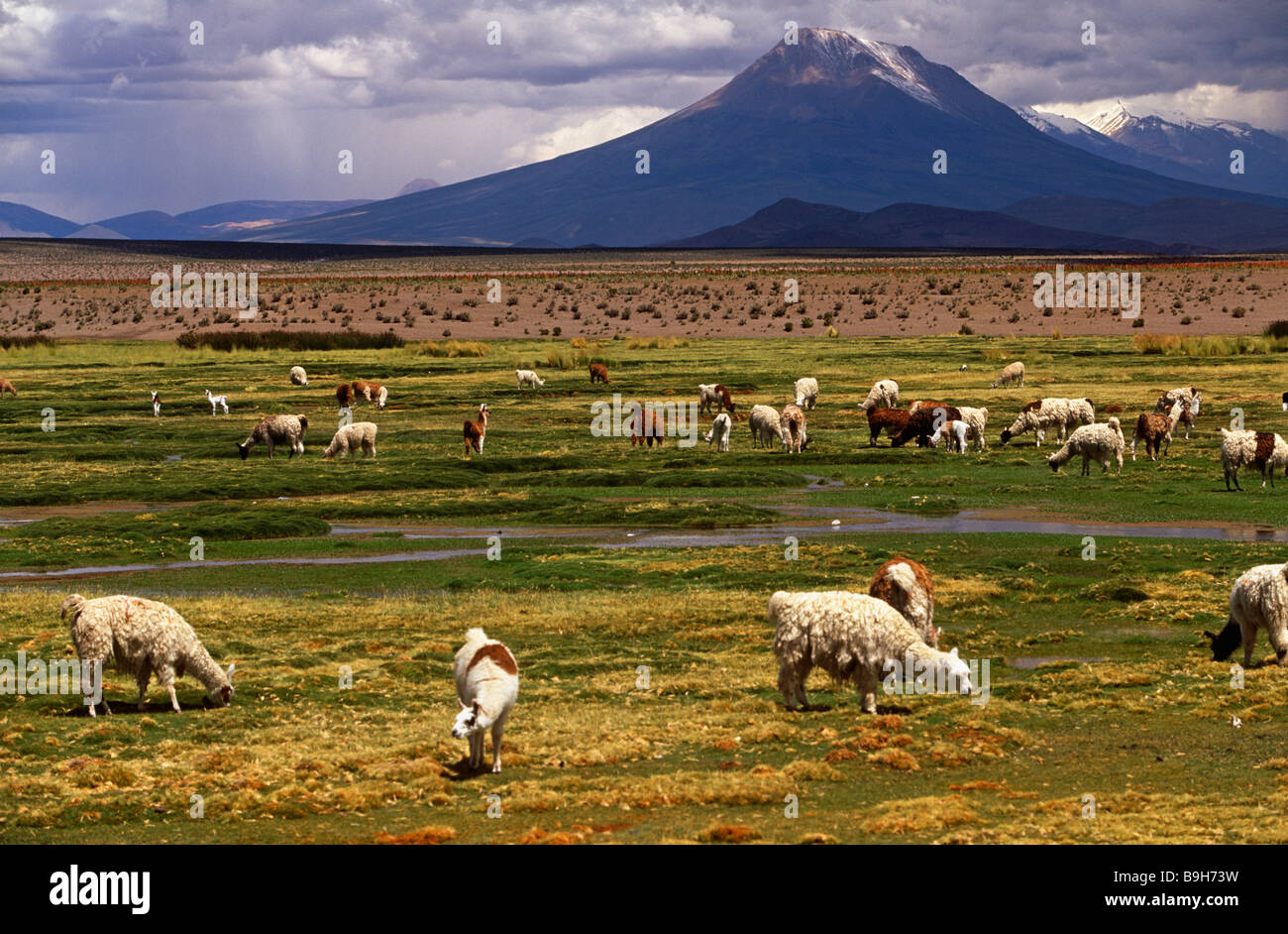 Chile, Isluga National Park. Pampa grassland surrounding the Pueblo ...