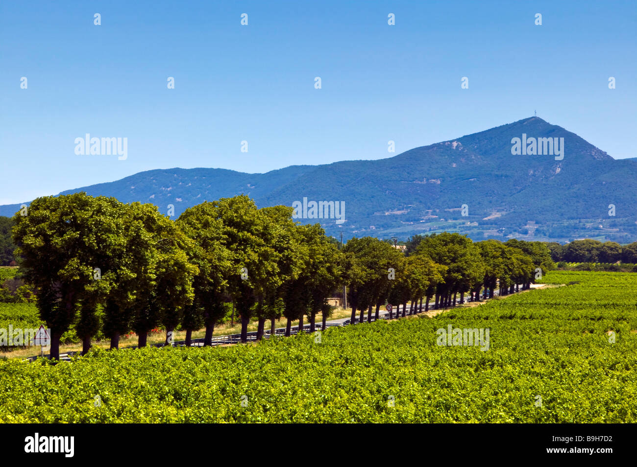 Tree lined highway vineyard Mont Ventoux Vaucluse Provence France Stock ...