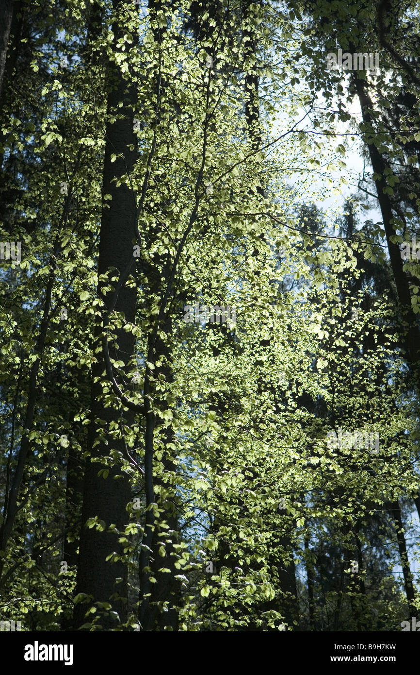 Forest spring sunlight Stock Photo - Alamy