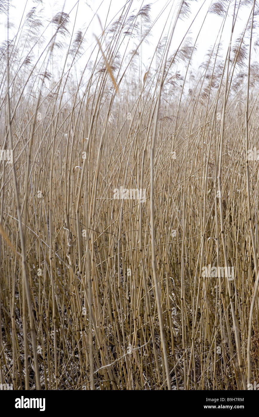 Reed belts hi-res stock photography and images - Alamy