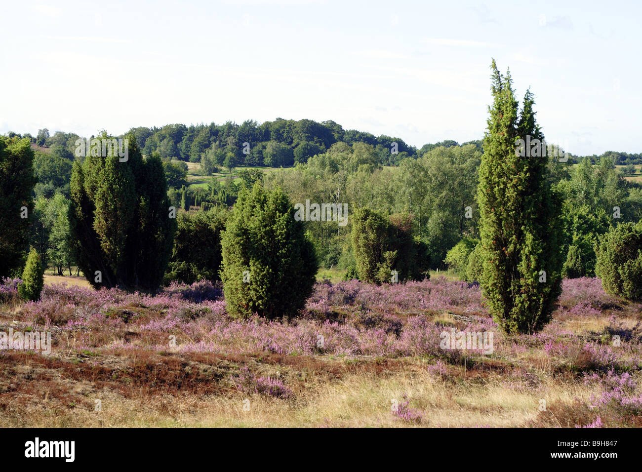 Germany Lüneburg Heath Wilsede meadow flowers trees series North ...