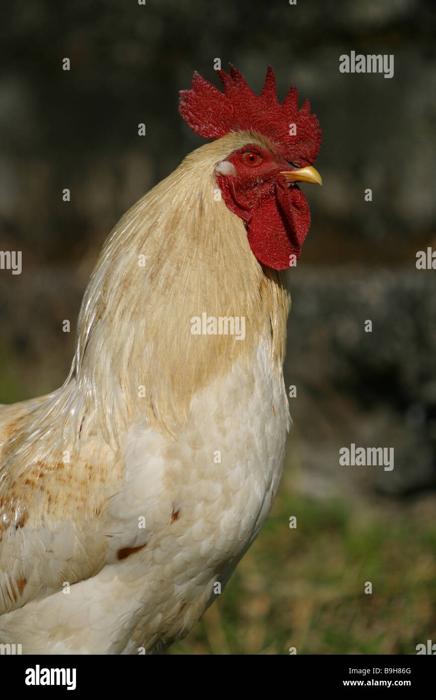 A rooster in Pokhara, Nepal Stock Photo - Alamy
