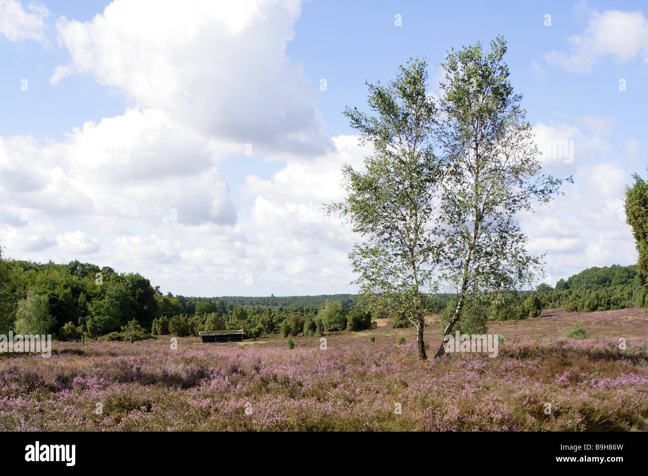 Germany Lüneburg Heath nature reserve Totengrund landscape trees ...