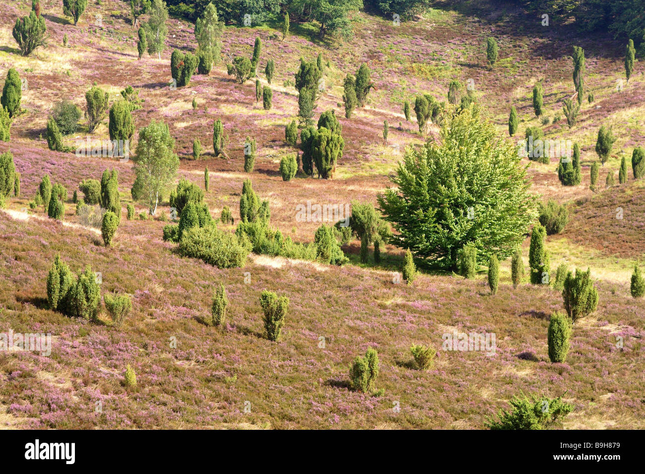 Germany Lüneburg Heath nature reserve Totengrund landscape trees ...