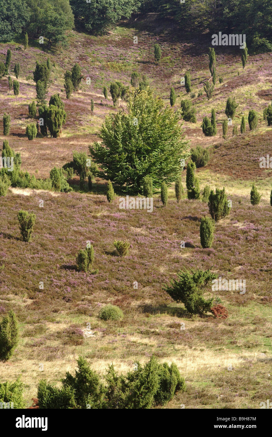Germany Lüneburg Heath nature reserve Totengrund landscape trees ...