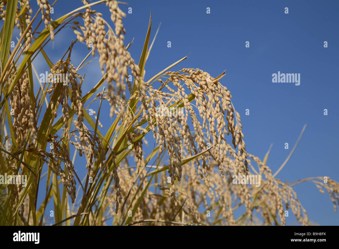 field rice-plants Japan Honshu Fukushima Asia agriculture economy rice ...