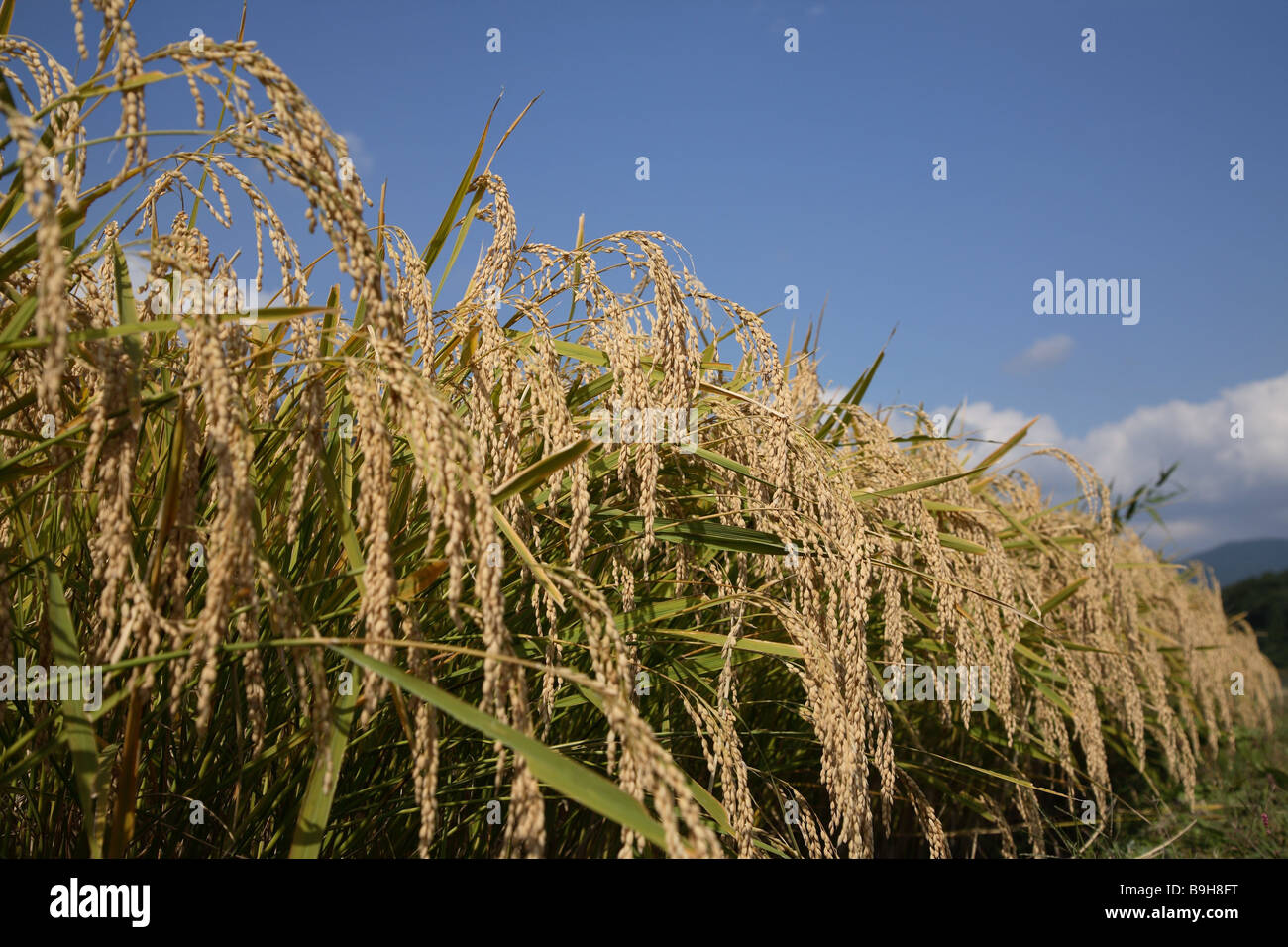 field rice-plants Japan Honshu Fukushima Asia agriculture economy rice ...