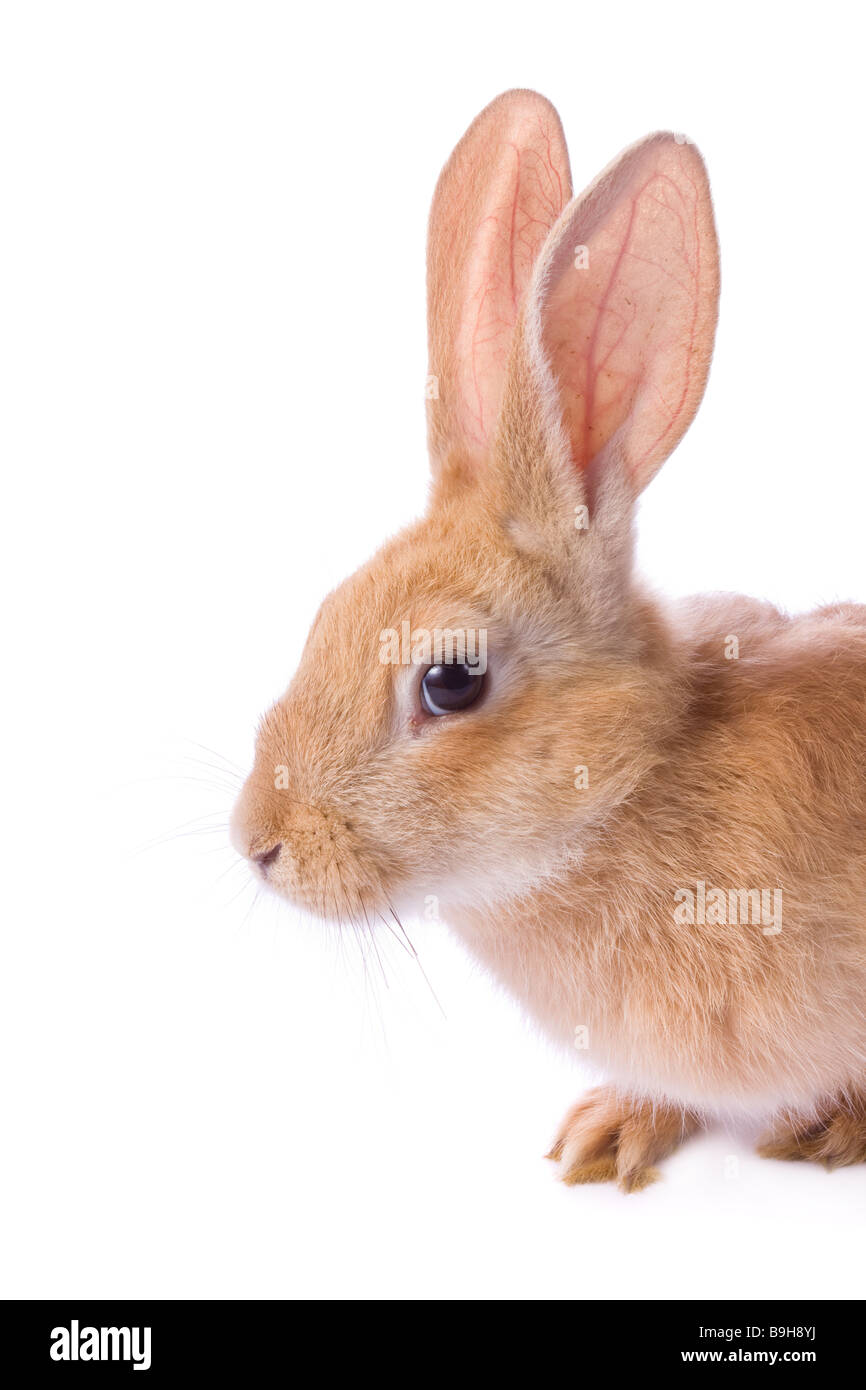 Timid young red rabbit isolated on white background Stock Photo - Alamy