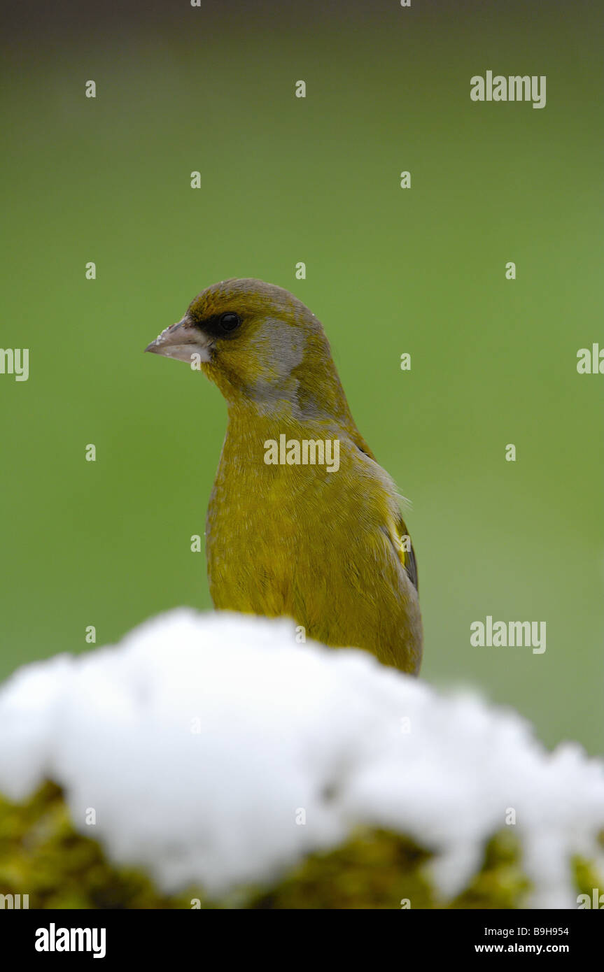 Song finch hi-res stock photography and images - Alamy