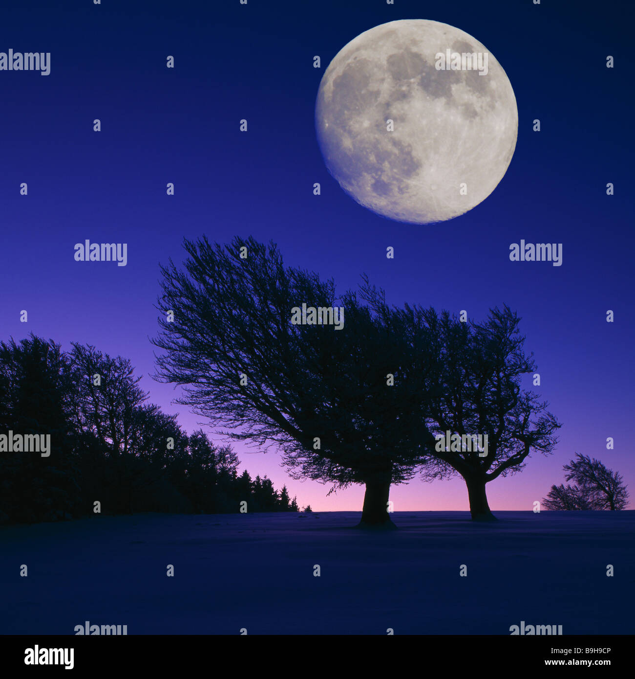 winter-landscape trees red-beech Fagus sylvatica twilight full moon [M ...