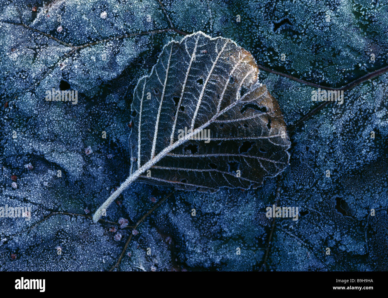 broad-leafed tree branch leaves detail frost ring Stock Photo - Alamy