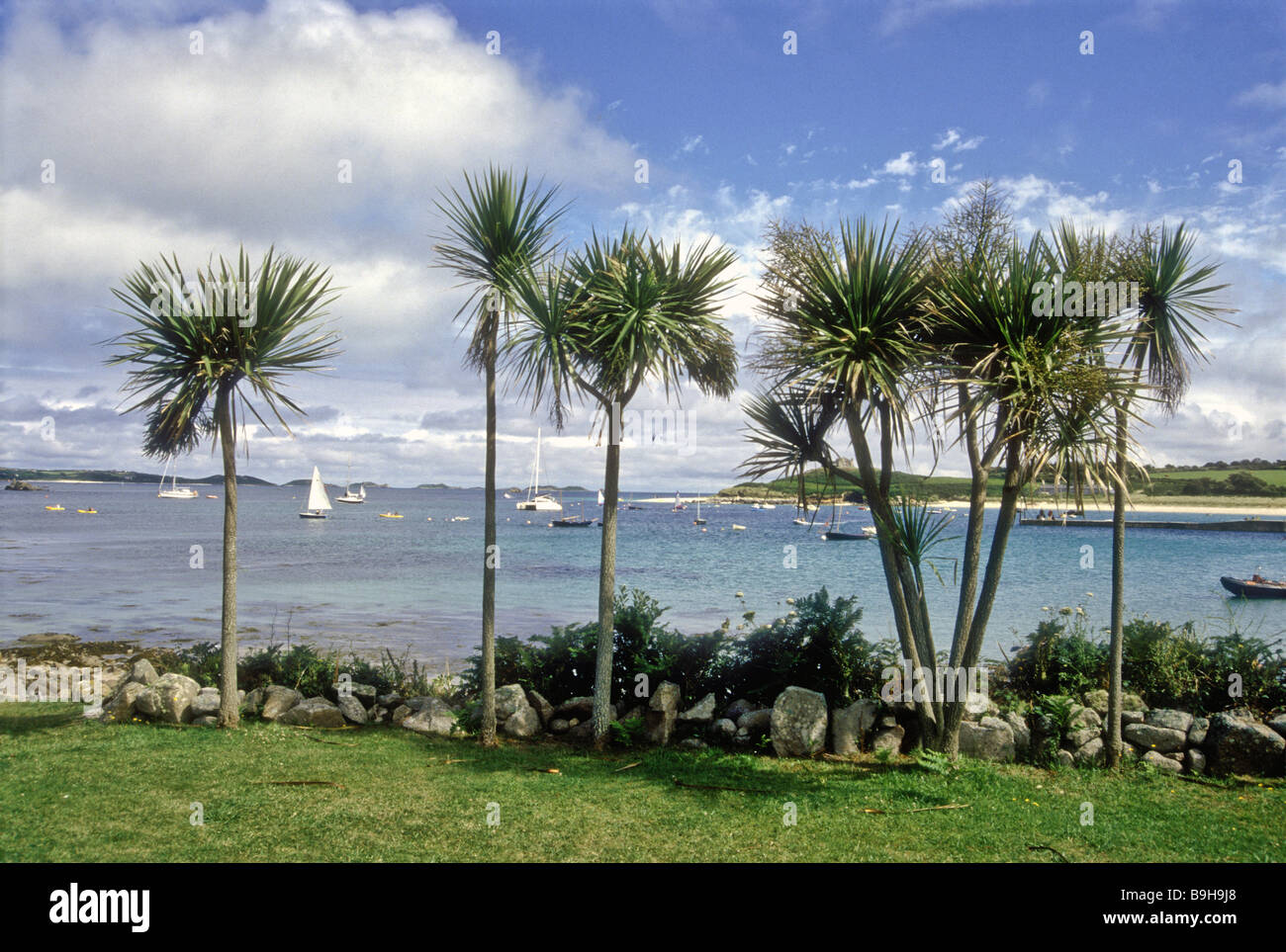 Palm tree scilly islands uk hi-res stock photography and images - Alamy
