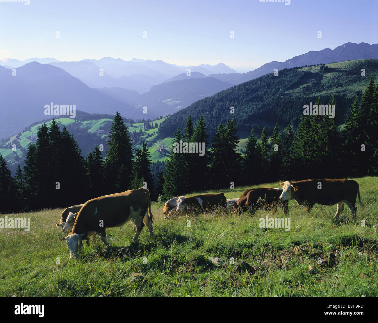 Highland cows habitat hi-res stock photography and images - Alamy